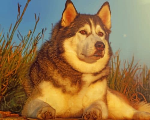 Dog Husky Glance Animal - Paint By Numbers - Paint by numbers UK
