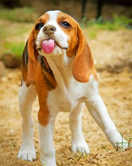 Beagle Dog Paint By Numbers Paint By Numbers Beagle Dog Paint By Numbers Paint By Numbers